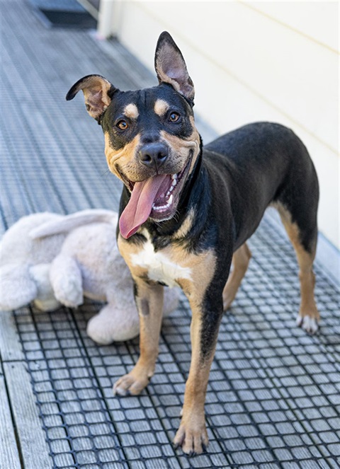 What Is The Pound For Dogs