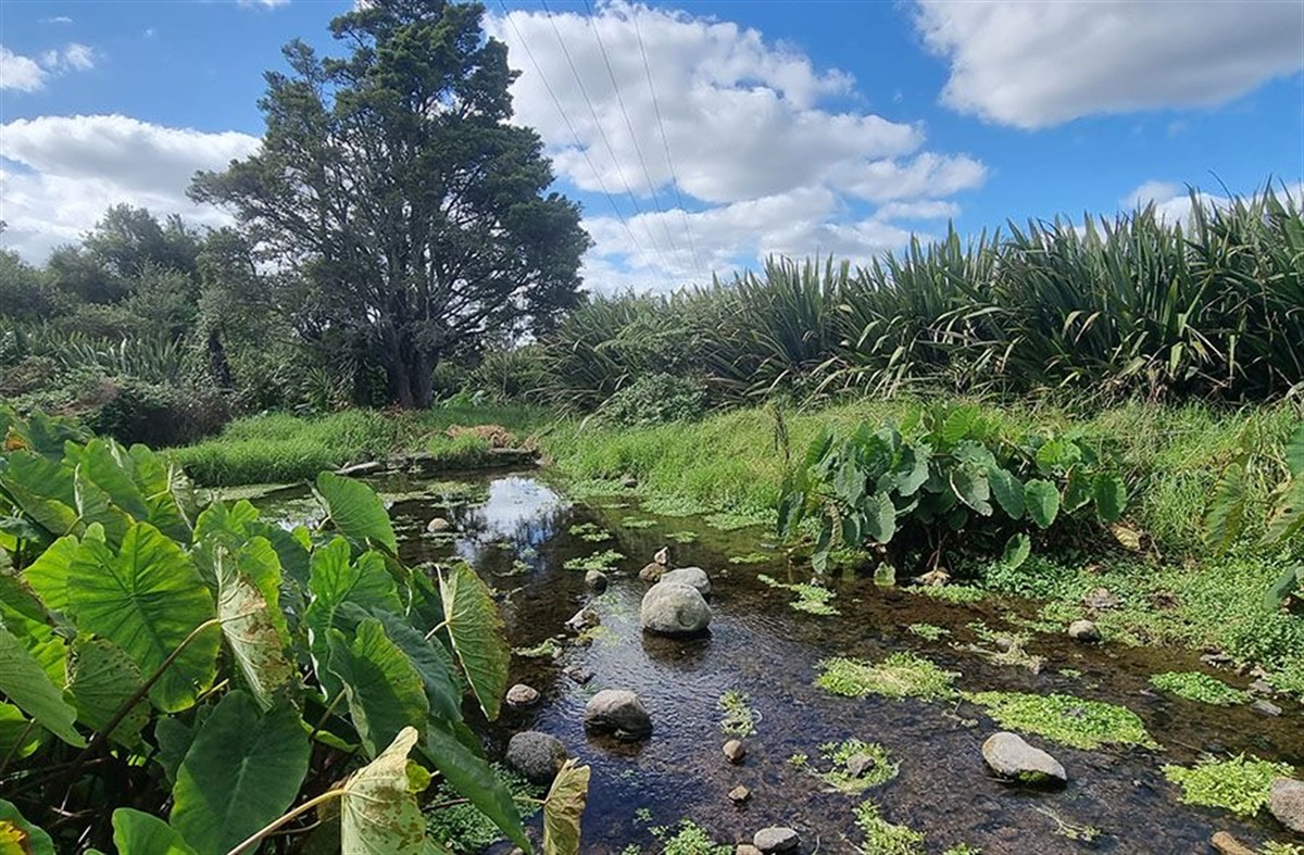 History is made at Poroti - Whangarei District Council