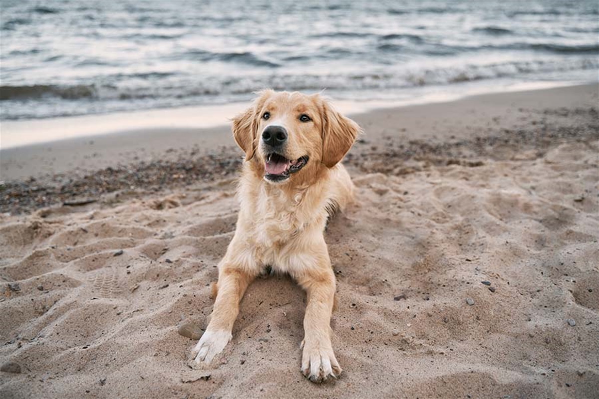 Pay for dog registration or other dog fees - Whangarei District Council