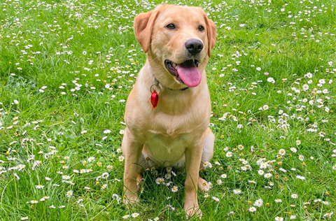 Dogs and animals - Whangarei District Council